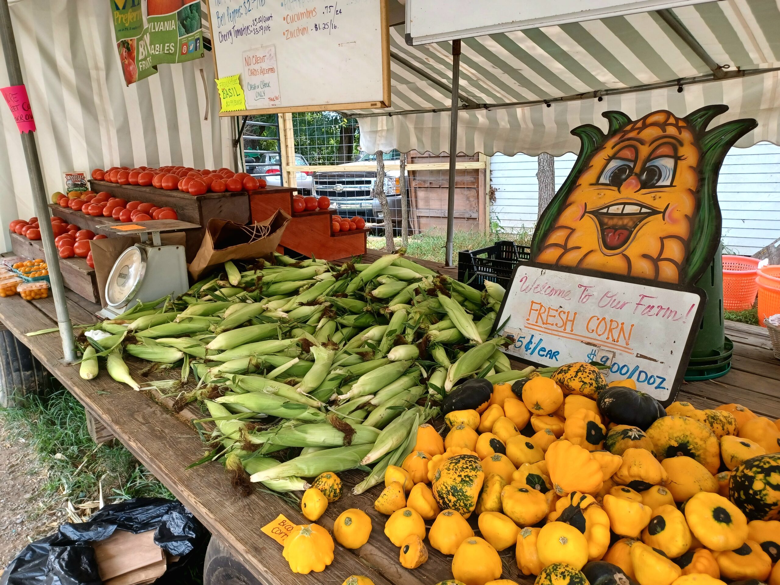 브드럽고 달콤한 스위트 콘 익어가는 체스터카운티 슈거타운 스트로베리스 농장 - Philly Talks