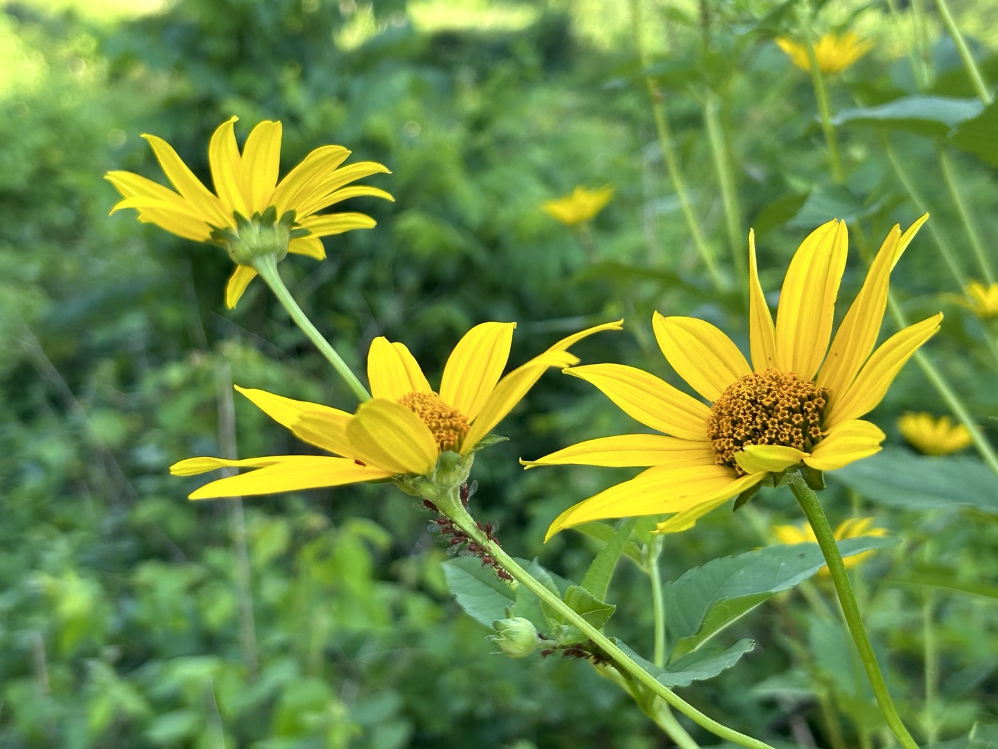 Wildflowers in Full Bloom: Bringing the Beauty of Nature to Your Garden ...